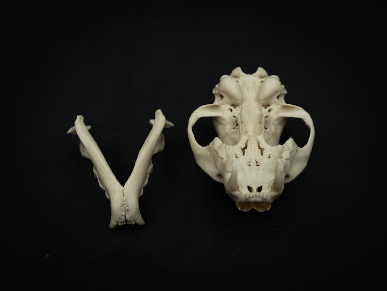 Bobcat Skull Replica – Life Size 3D Printed Bone White | Gothic Décor ...