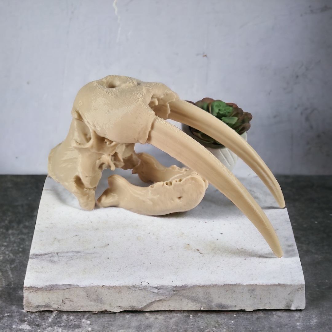Walrus Skull 3D Printed Animal Skull Replicas, Shelf Decoration, Gift ...