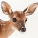 Deer Skull Life Size - 3D Printed Animal Replicas, Ideal Shelf ...