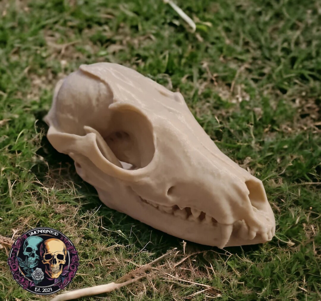 Red Fox Skull Life Size - 3D Printed Animal Replicas, Ideal Shelf ...