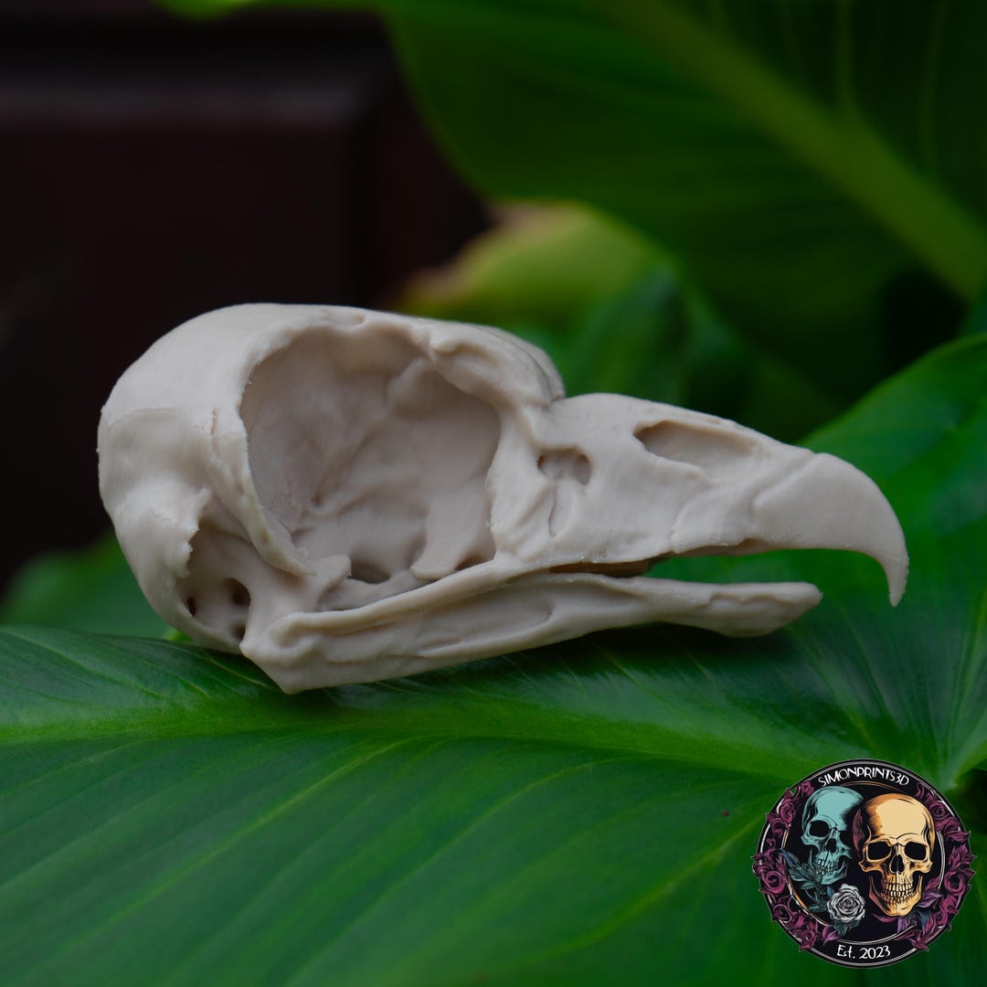 King Vulture Skull Life Size - 3D Printed Animal Replicas, Ideal Shelf ...