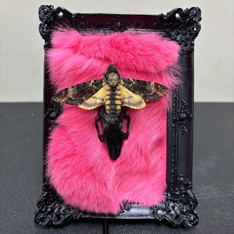 Death Moth - Etsy
