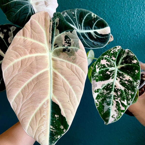 Alocasia Black Velvet - Etsy