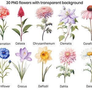 Flowers Clip Art Set - 30 PNG Images With Transparent Background ...
