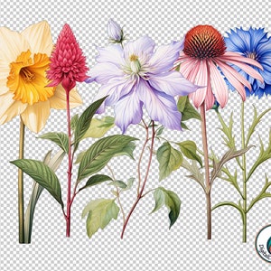 Flowers Clip Art Set - 30 PNG Images With Transparent Background ...