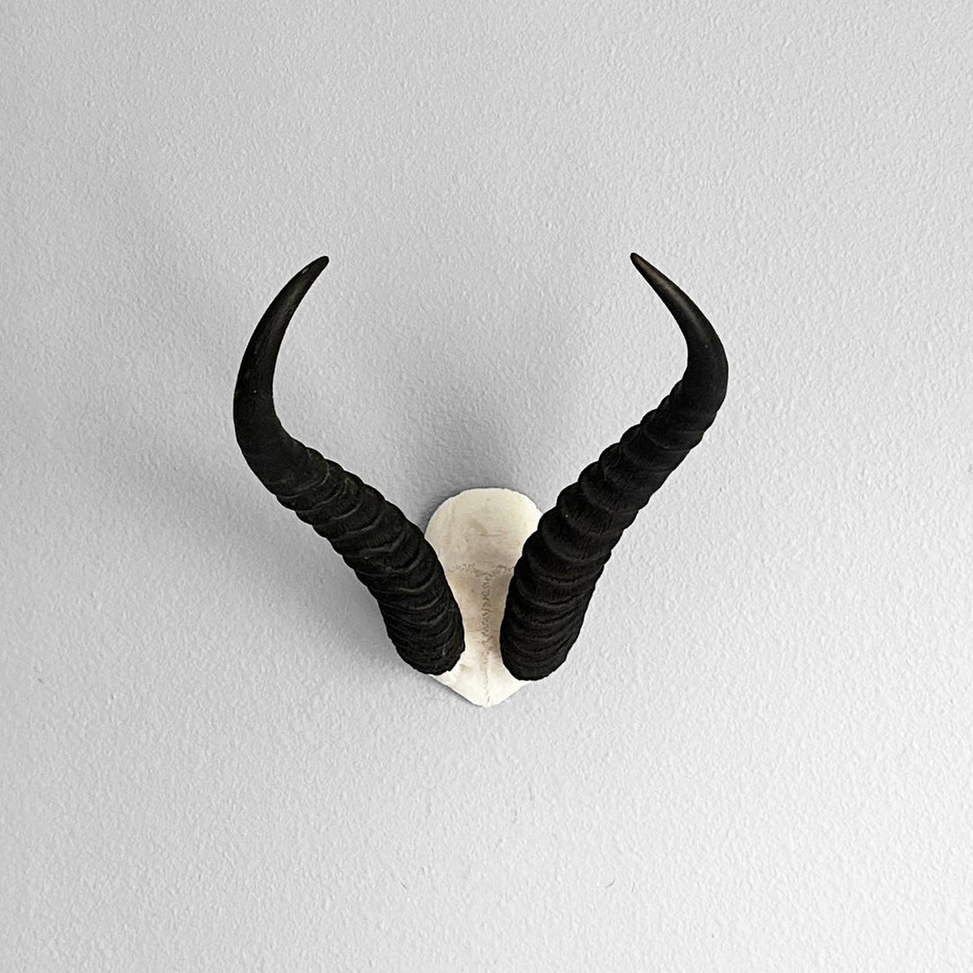 African Springbok V-skull | Authentic and Ethically Sourced Taxidermy ...