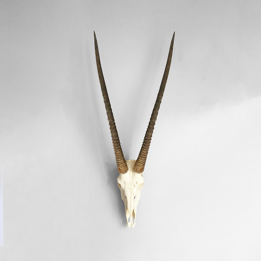 African Gemsboks Oryx Skull | Authentic and Ethically Sourced Taxidermy ...