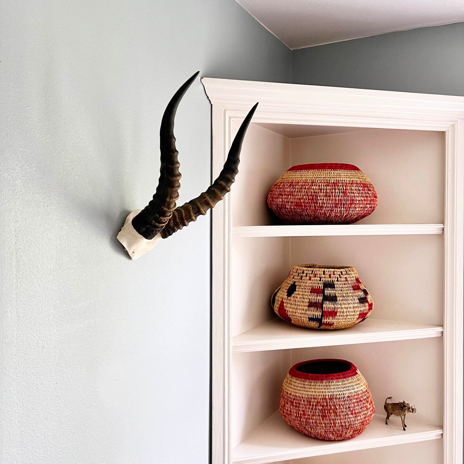 African Blesbok V-skull | Authentic and Ethically Sourced Taxidermy - Etsy