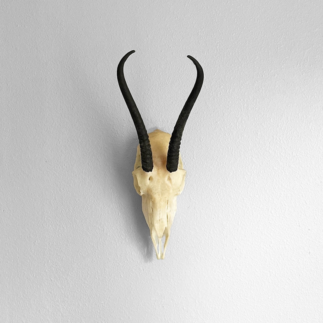 African Female Springbok Skull | Authentic and Ethically Sourced ...