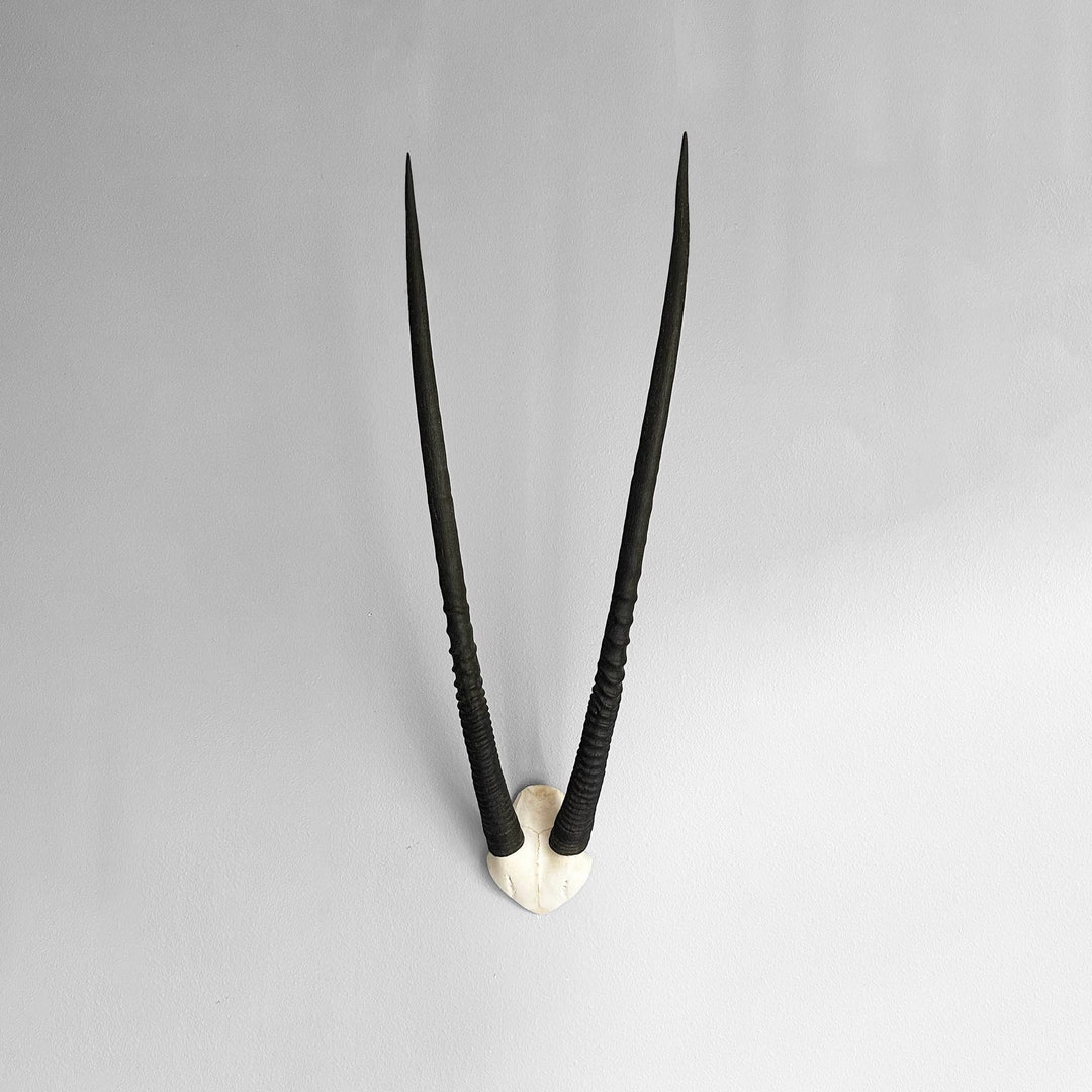 African Gemsboks Oryx V-skull | Authentic and Ethically Sourced ...