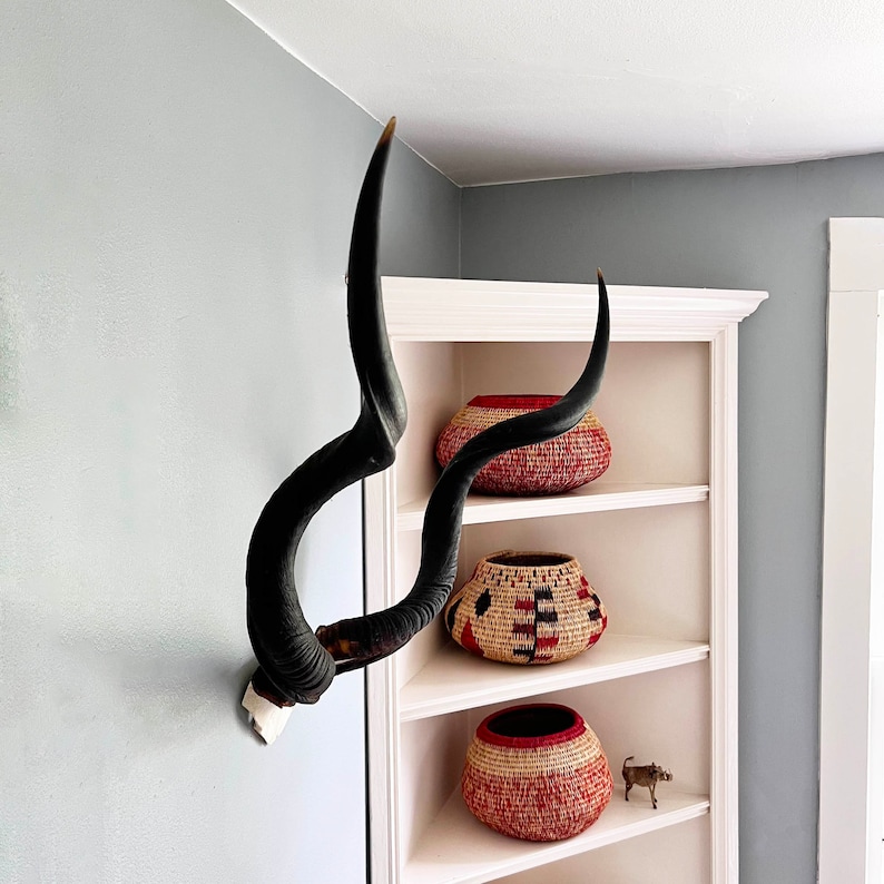 Large African Kudu V Skull | Authentic and Ethically Sourced Taxidermy ...