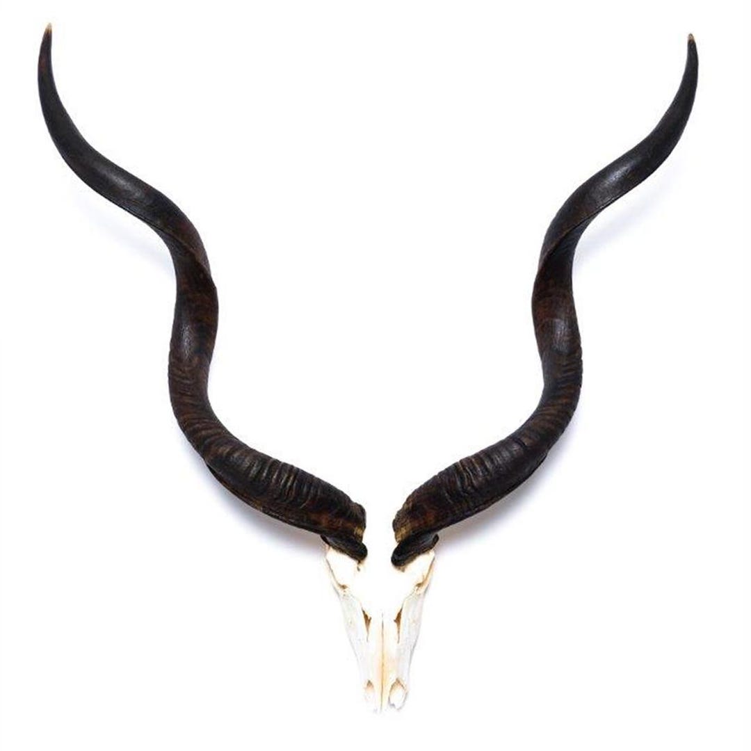 Large African Kudu Full Skull Authentic And Ethically Sourced large-african-kudu-full-skull-authentic-and-ethically-sourced