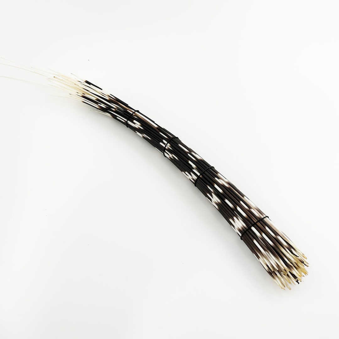 Long African Porcupine Quills | Set of 15 | Great Finishing-touch to ...