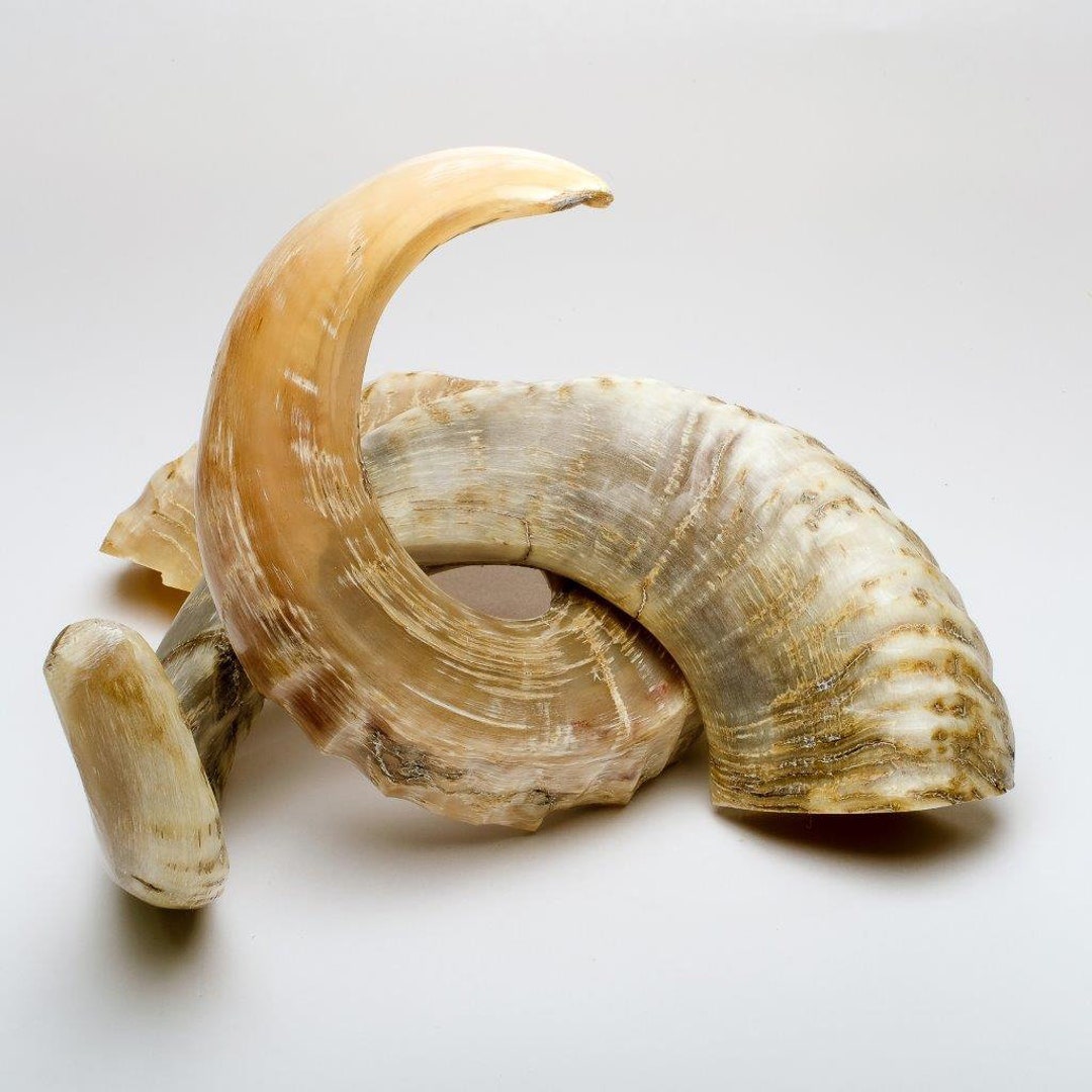 Pair of Polished Merino Ram Horns | Ethically Sourced Taxidermy ...