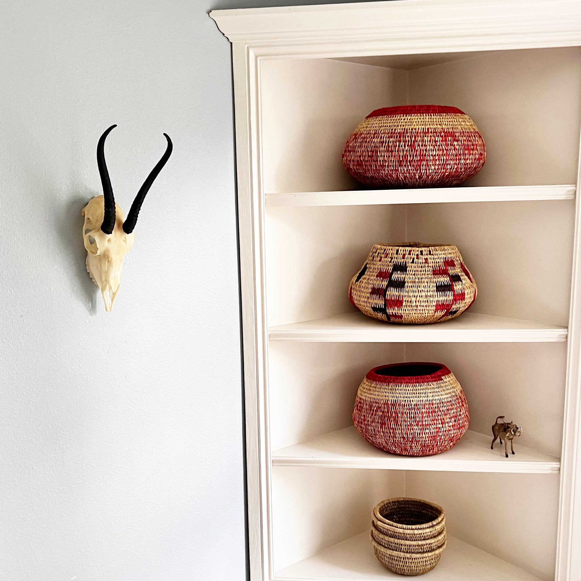 African Female Springbok Skull Authentic and Ethically Sourced ...