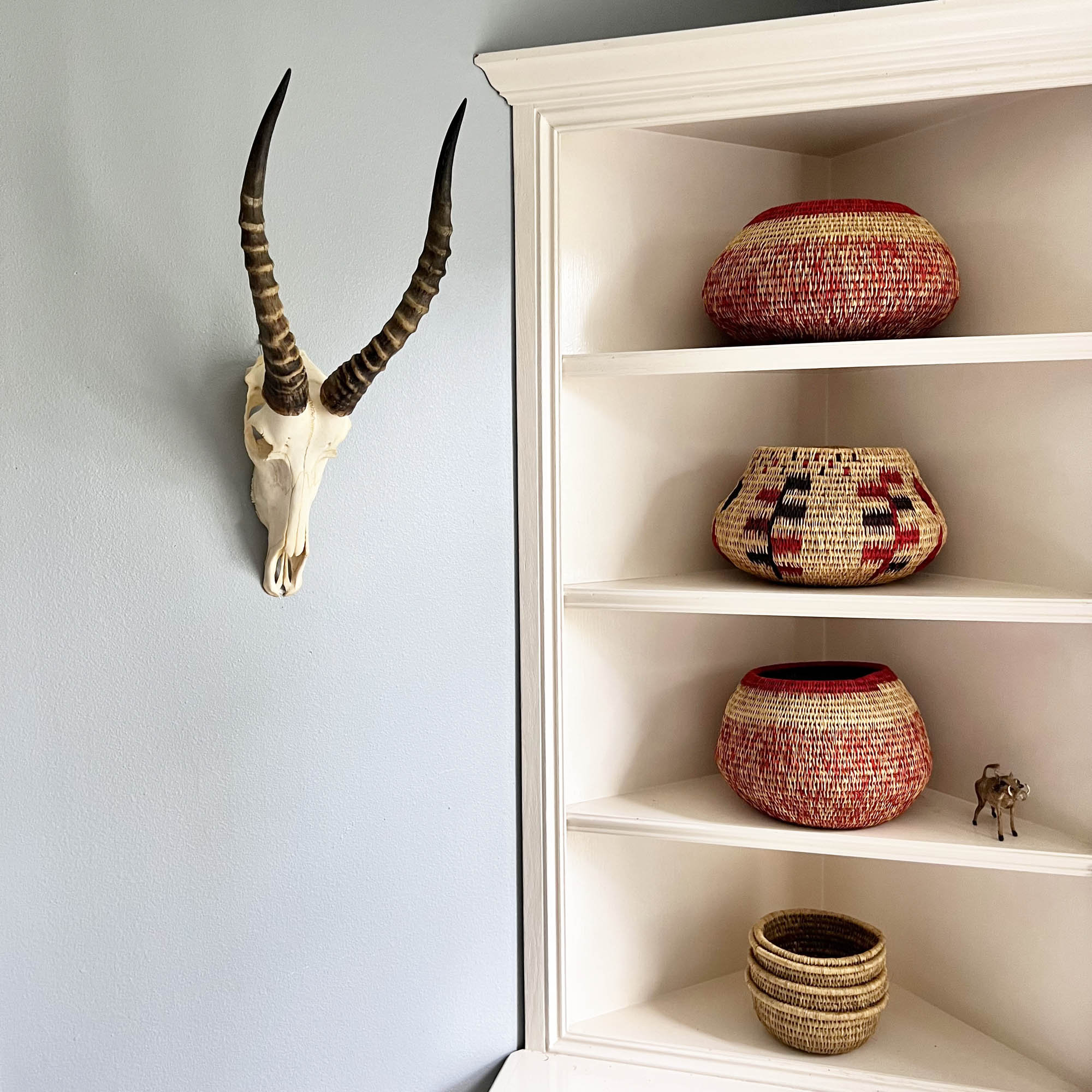 African Blesbok Skull | Authentic and Ethically Sourced Taxidermy - Etsy