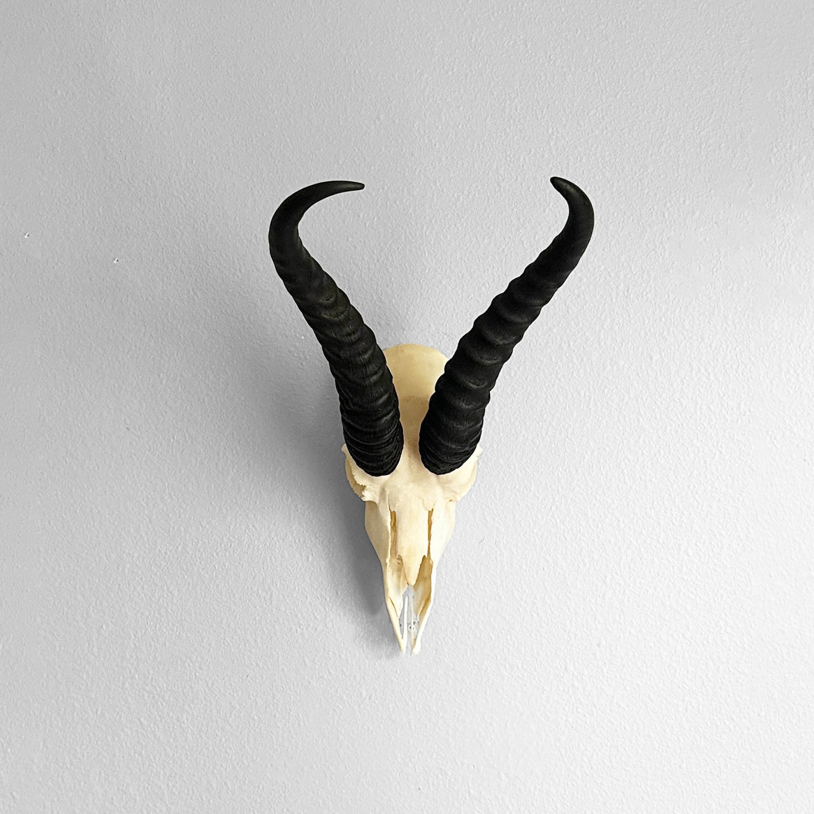 African Springbok Skull | Authentic and Ethically Sourced Taxidermy ...