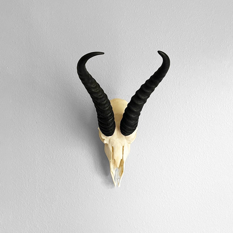 African Springbok Skull | Authentic and Ethically Sourced Taxidermy ...