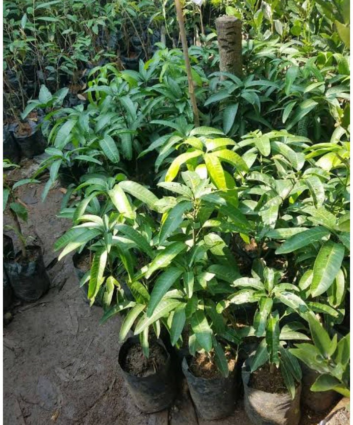 Red Ivory Mango Grafted Tropical Fruit Tree Sweet Mango - Etsy