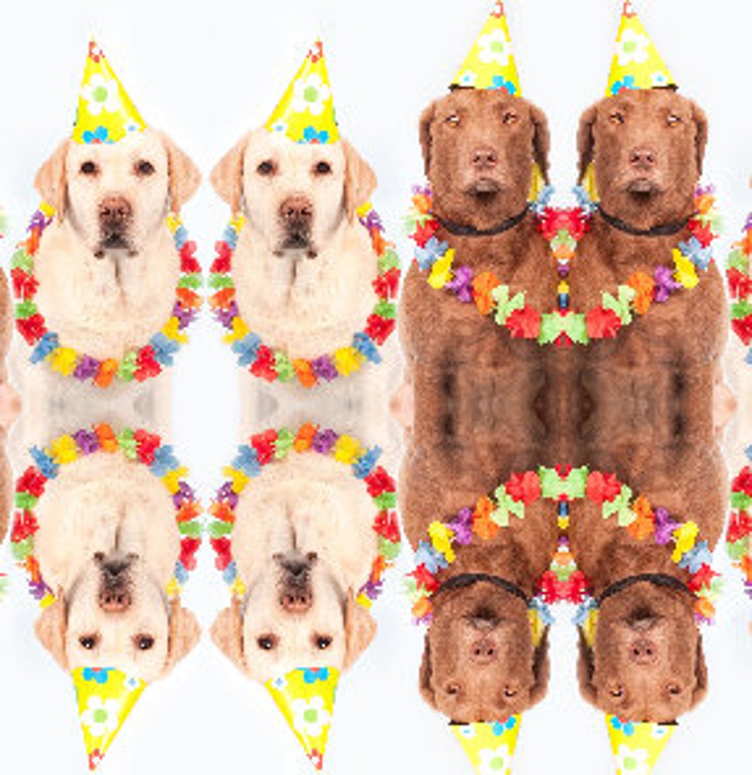 Labrador Party Digital Paper PNG - Etsy