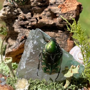Two Flower Chafer Taxidermy Beetle Specimen Dome Entomology Display 100 ...
