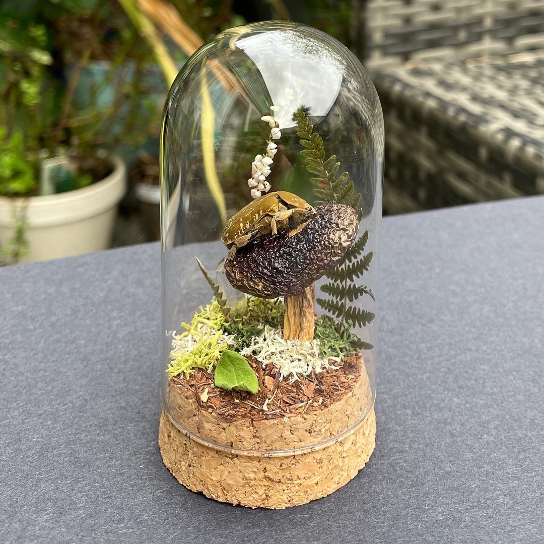 Real Beetle Insect Specimen Glass Dome Entomology Curio - Etsy