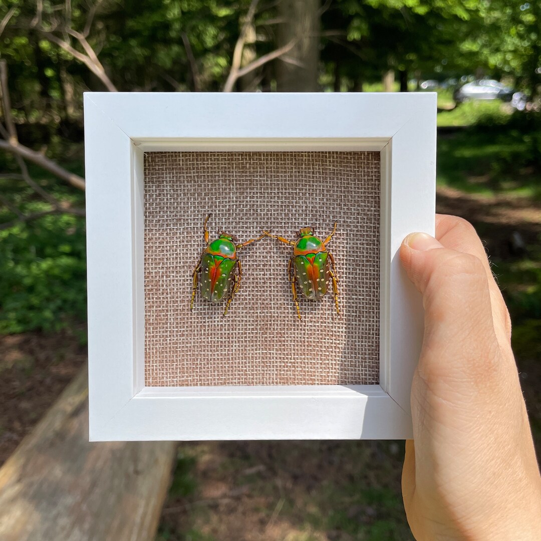 Flower Beetles Taxidermy Specimen Frame Oddities & Curios 100% Cruelty ...