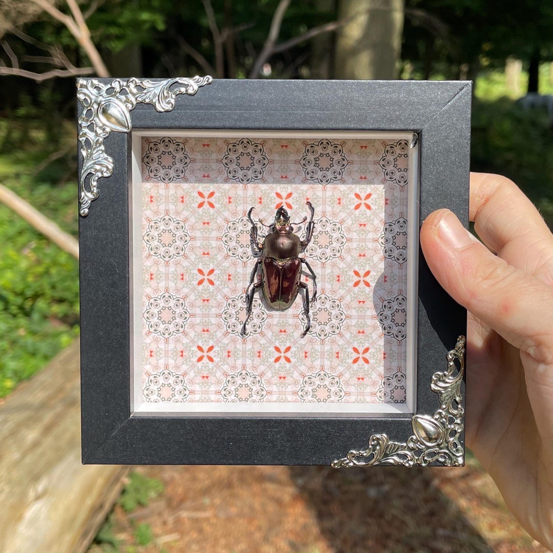 Beetle Taxidermy Frame Hanging Oddity Decor Entomology Specimen 100% ...