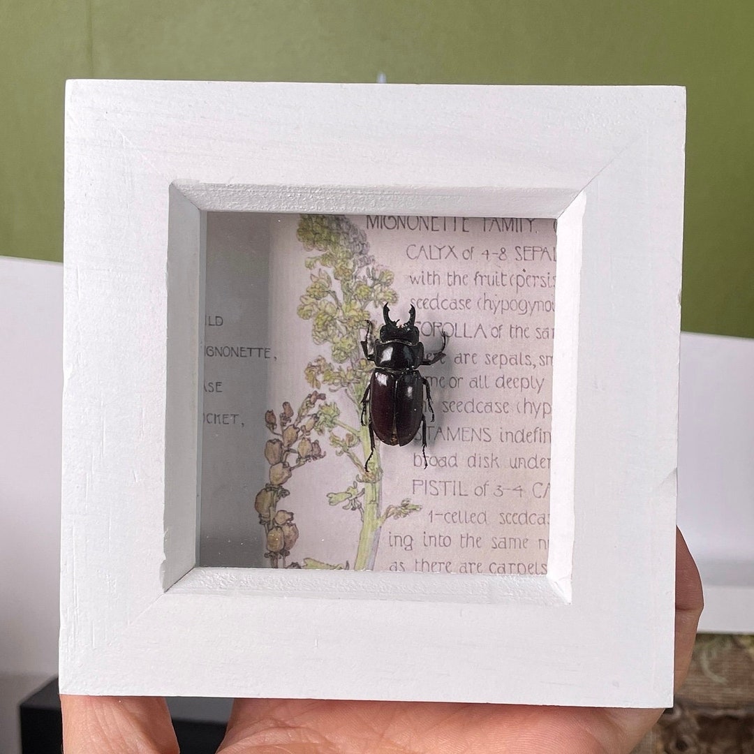 Botanical Beetle Taxidermy Frame Real Insect Specimen Entomology ...