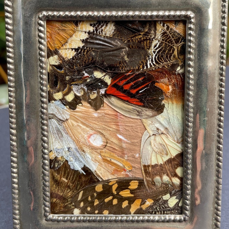 Real Butterfly Wing Frame Display Entomology Oddities Curio Vintage - Etsy