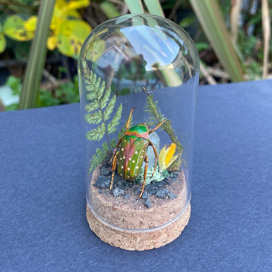 Real Beetle Insect Specimen Glass Dome Entomology Curio - Etsy