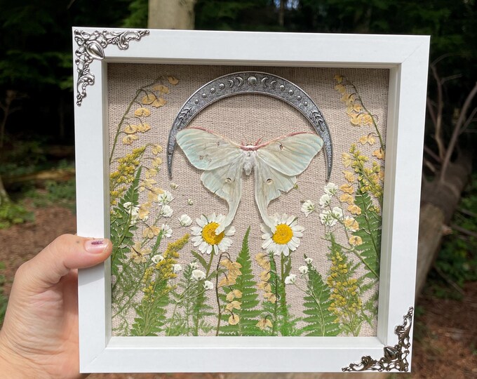 Luna Moth Specimen Display Frame | Entomology Bug Taxidermy | Oddities ...