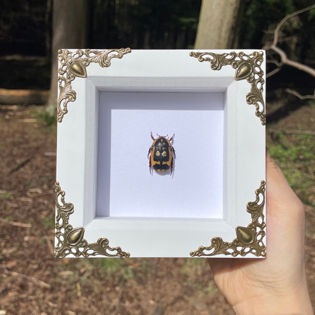 Beetle Taxidermy Frame | Entomology Specimen | Real Gold Leaf | Cruelty ...