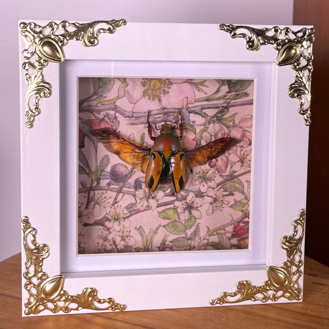 Beetle Taxidermy Specimen Frame Botanical Oddities & Curios 100% ...