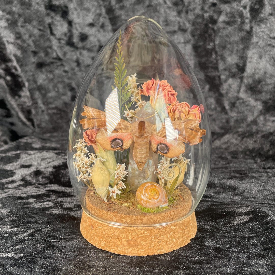 Hawkmoth Taxidermy Dome | Cruelty Free Oddities & Curios - Etsy