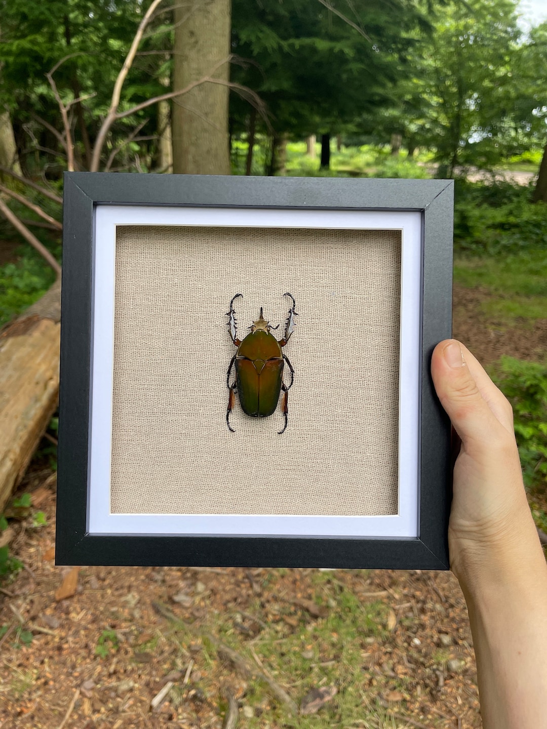 Beetle Taxidermy Frame Entomology Specimen 100% Cruelty Free - Etsy