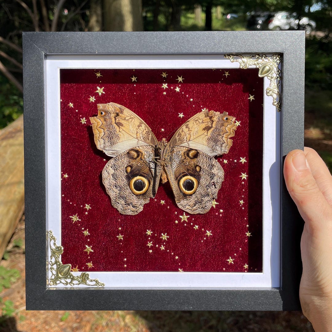Owl Butterfly Taxidermy Frame Insect Specimen Display 100% Cruelty Free ...
