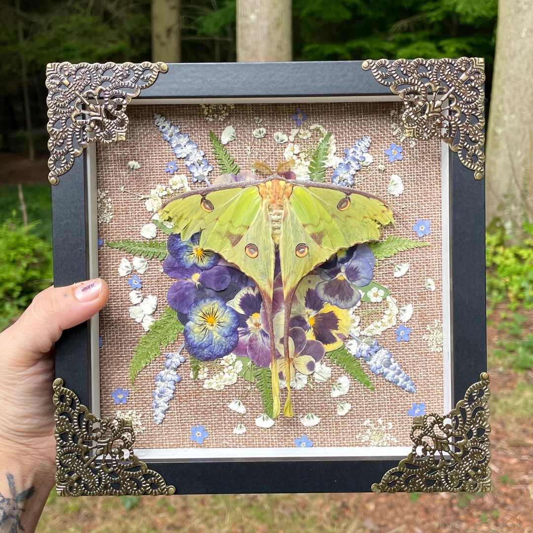 African Moon Moth Specimen Display Frame Entomology Bug Taxidermy ...