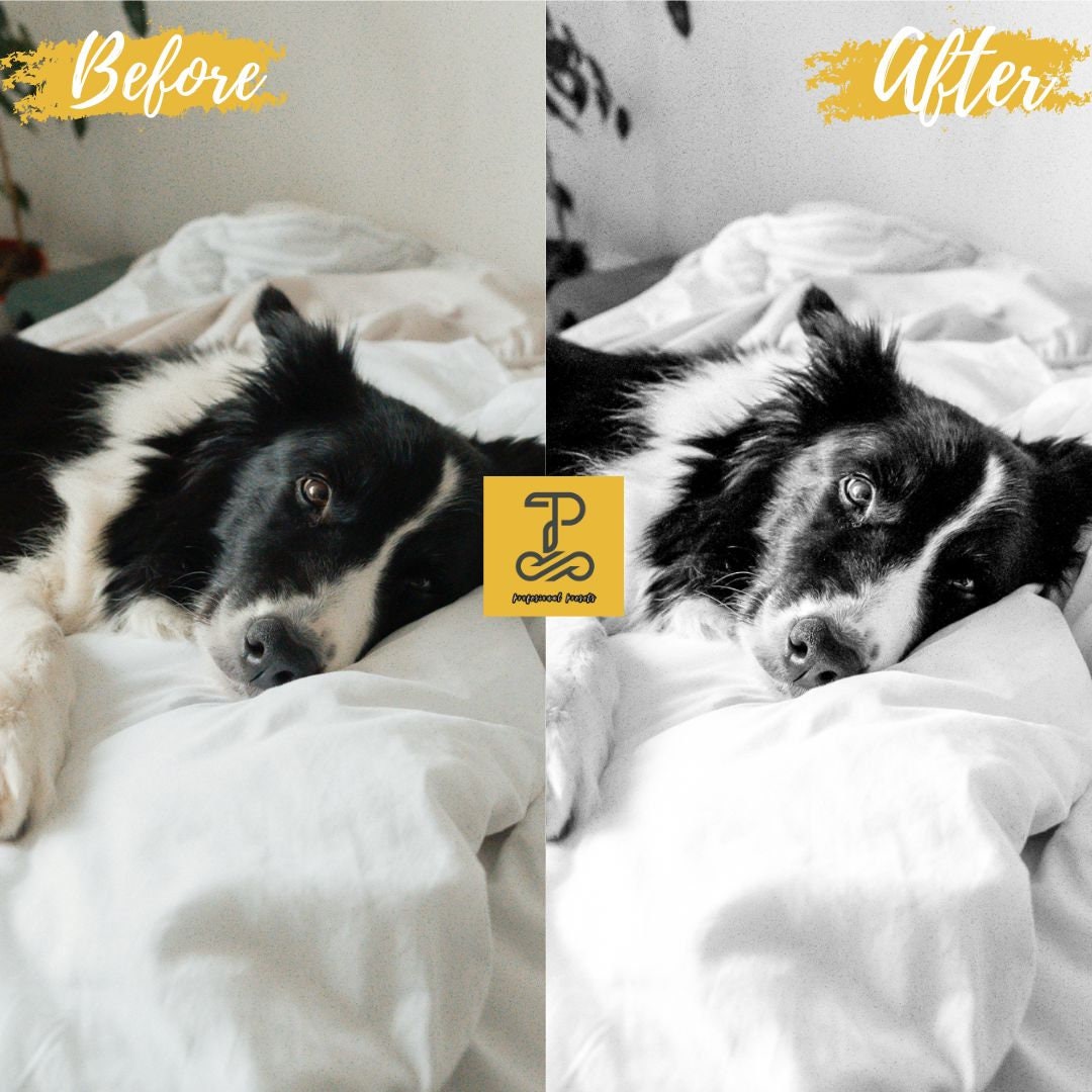 10 DOGS Lightroom Presets, Dog Presets, Best Pet Presets, Border Collie ...