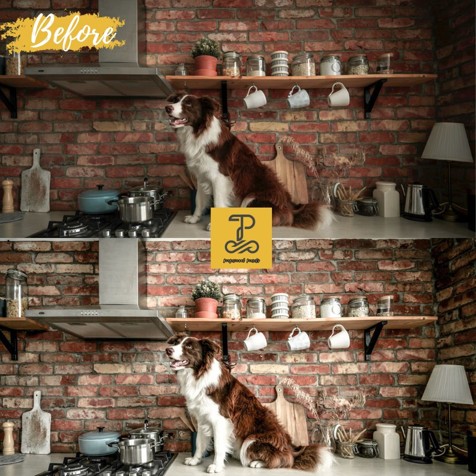 10 DOGS Lightroom Presets, Dog Presets, Best Pet Presets, Border Collie ...