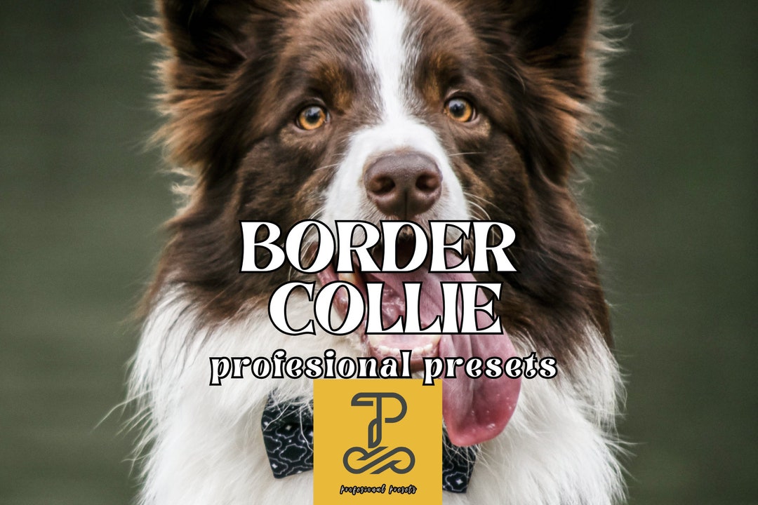 10 DOGS Lightroom Presets, Dog Presets, Best Pet Presets, Border Collie ...