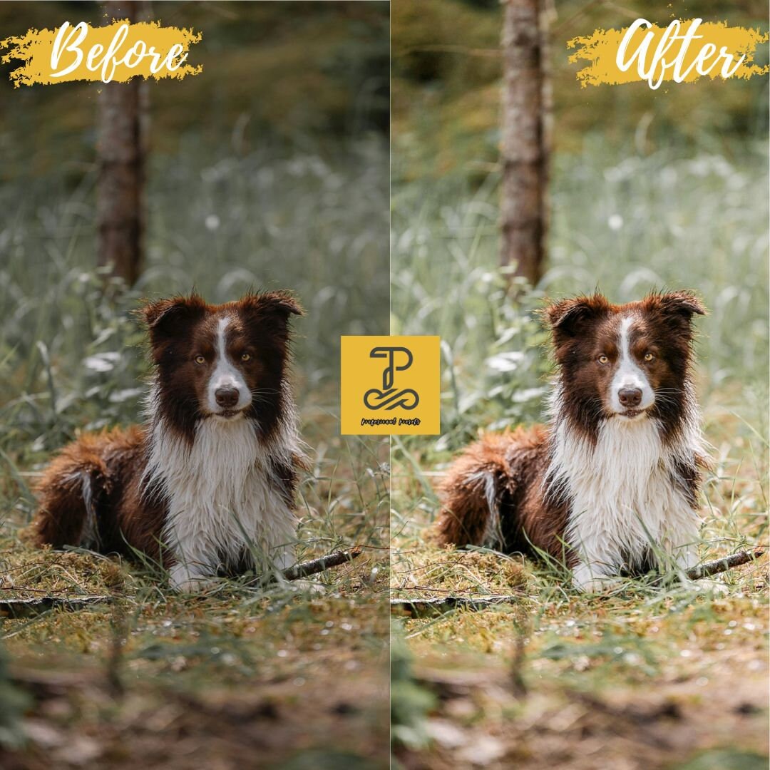 10 DOGS Lightroom Presets, Dog Presets, Best Pet Presets, Border Collie ...