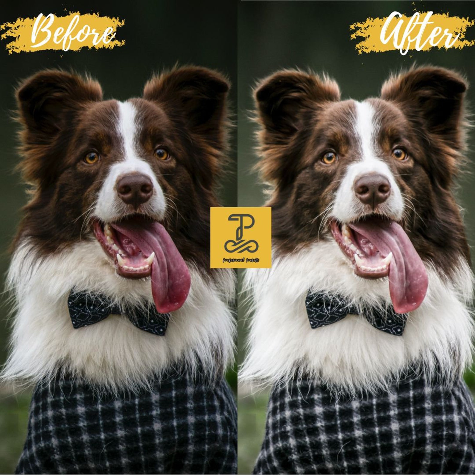 10 DOGS Lightroom Presets, Dog Presets, Best Pet Presets, Border Collie ...