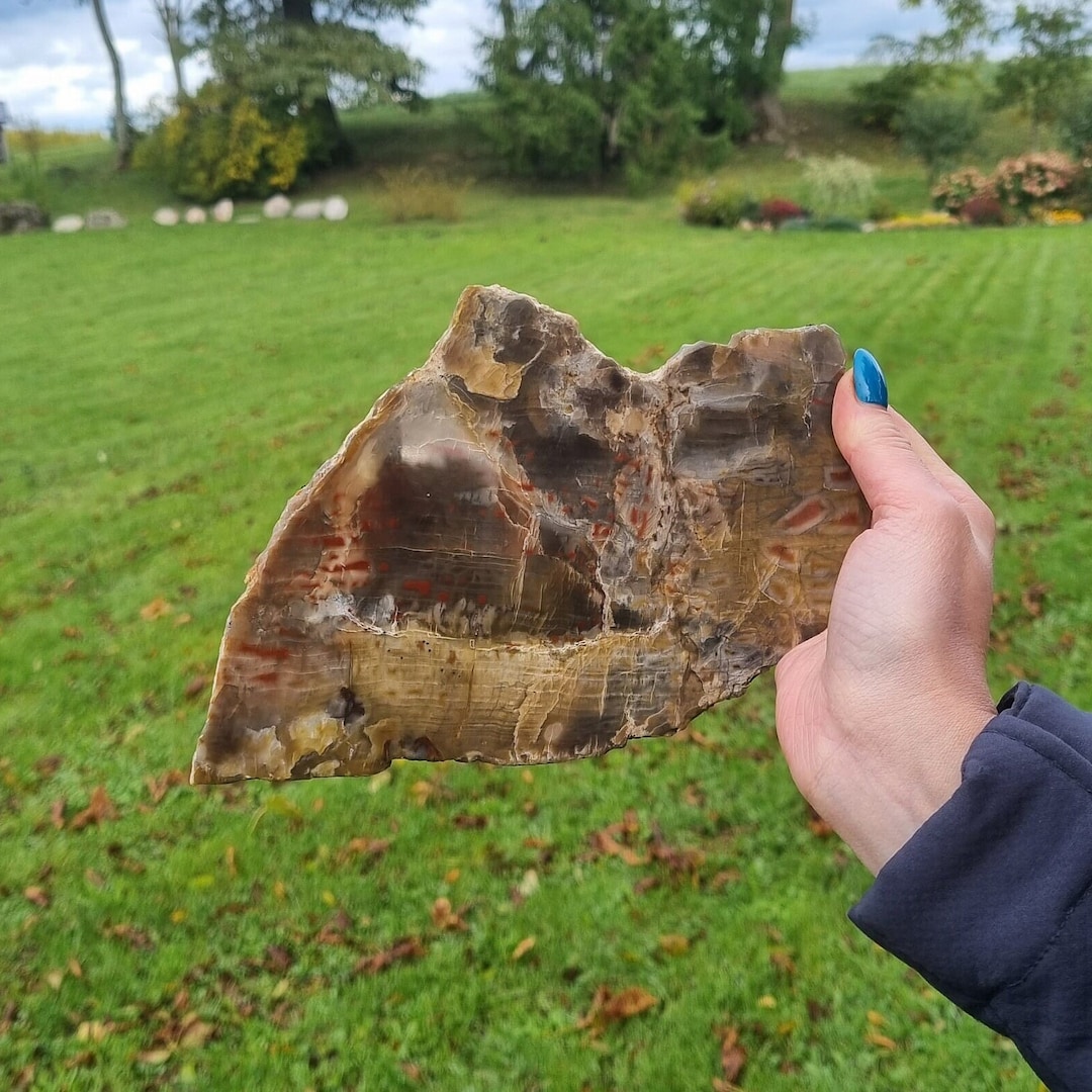 Polished Petrified Wood Slab Tree Fossil Fossilized Wood Old Wood Stone ...