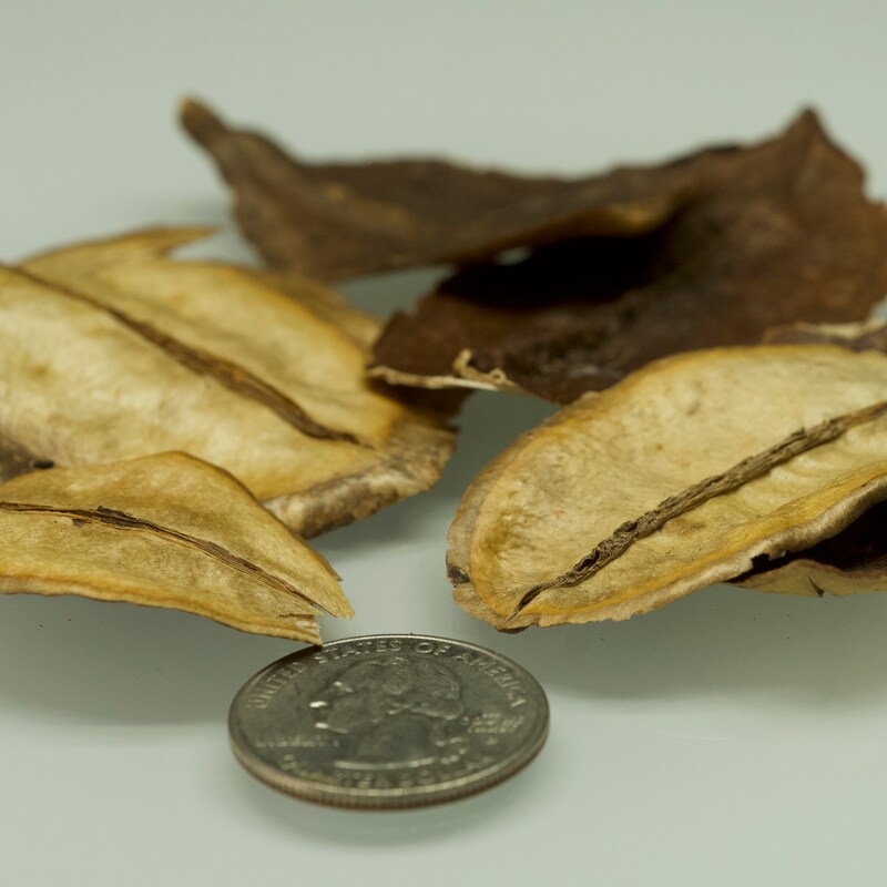 Jacaranda Seed Pod - Etsy