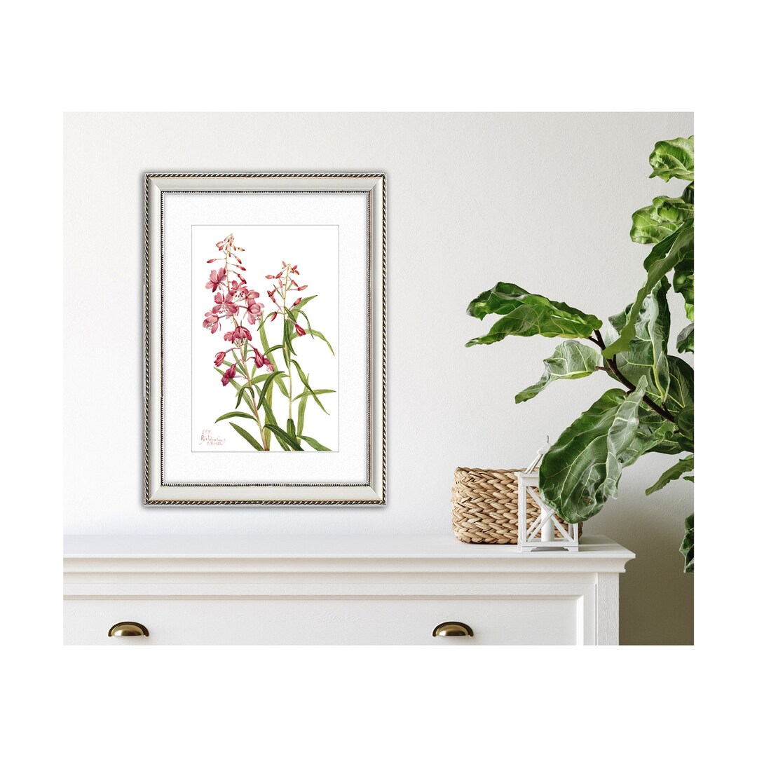 Framed Flower Art Print Fireweed. Restored, Matted, Finished and Framed ...