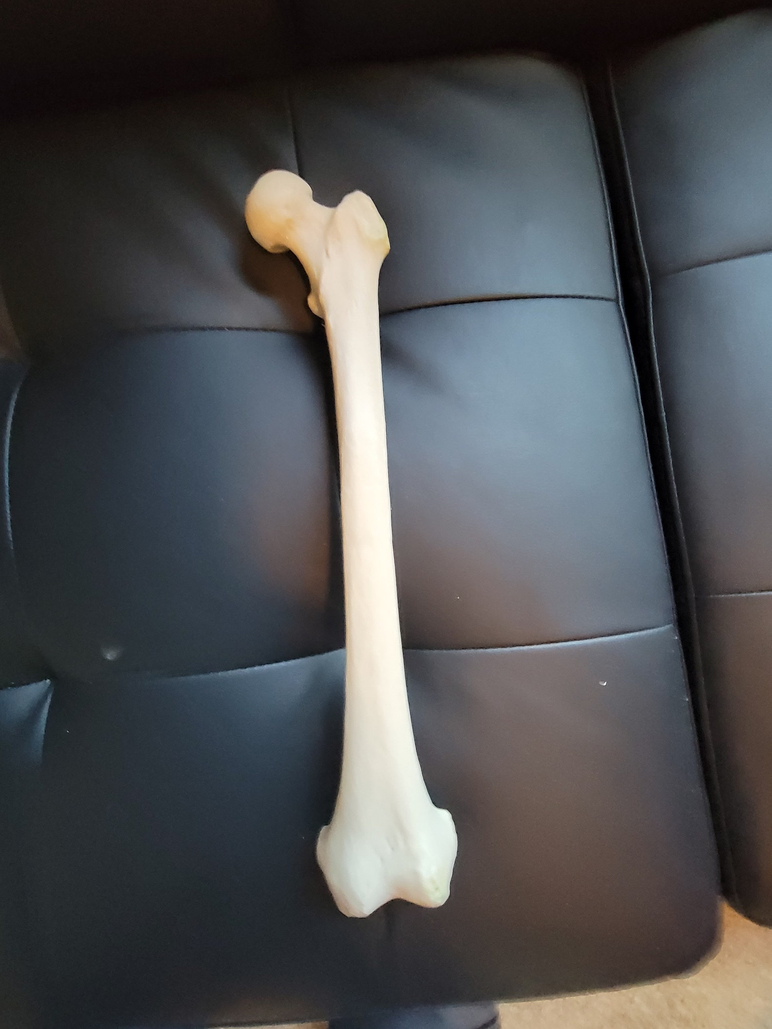 3d Printed Left Human Femur - Etsy