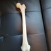 3d Printed Left Human Femur - Etsy