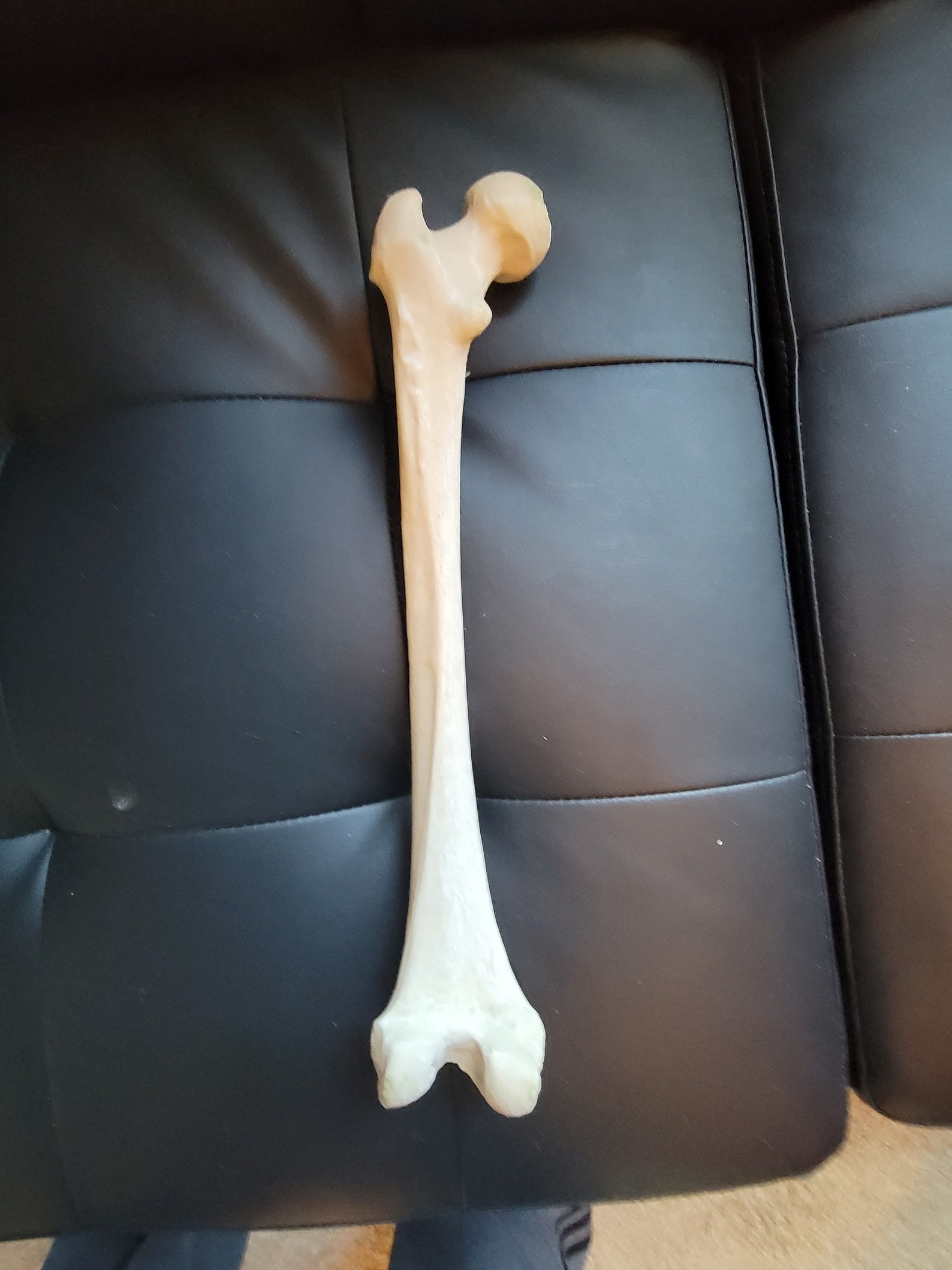 3d Printed Left Human Femur - Etsy