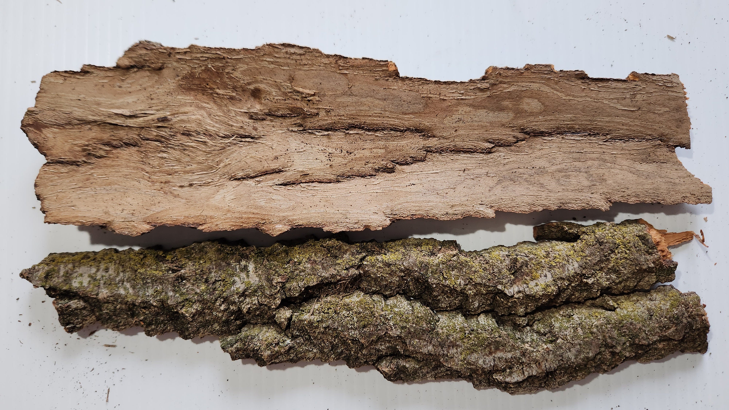 Five Piece SMALL BIOACTIVE Wood Bark for Isopods Fairy - Etsy